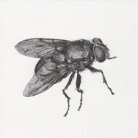 Small Highly Detailed Drawing of a Blue Bottle Fly Dot - Etsy Australia