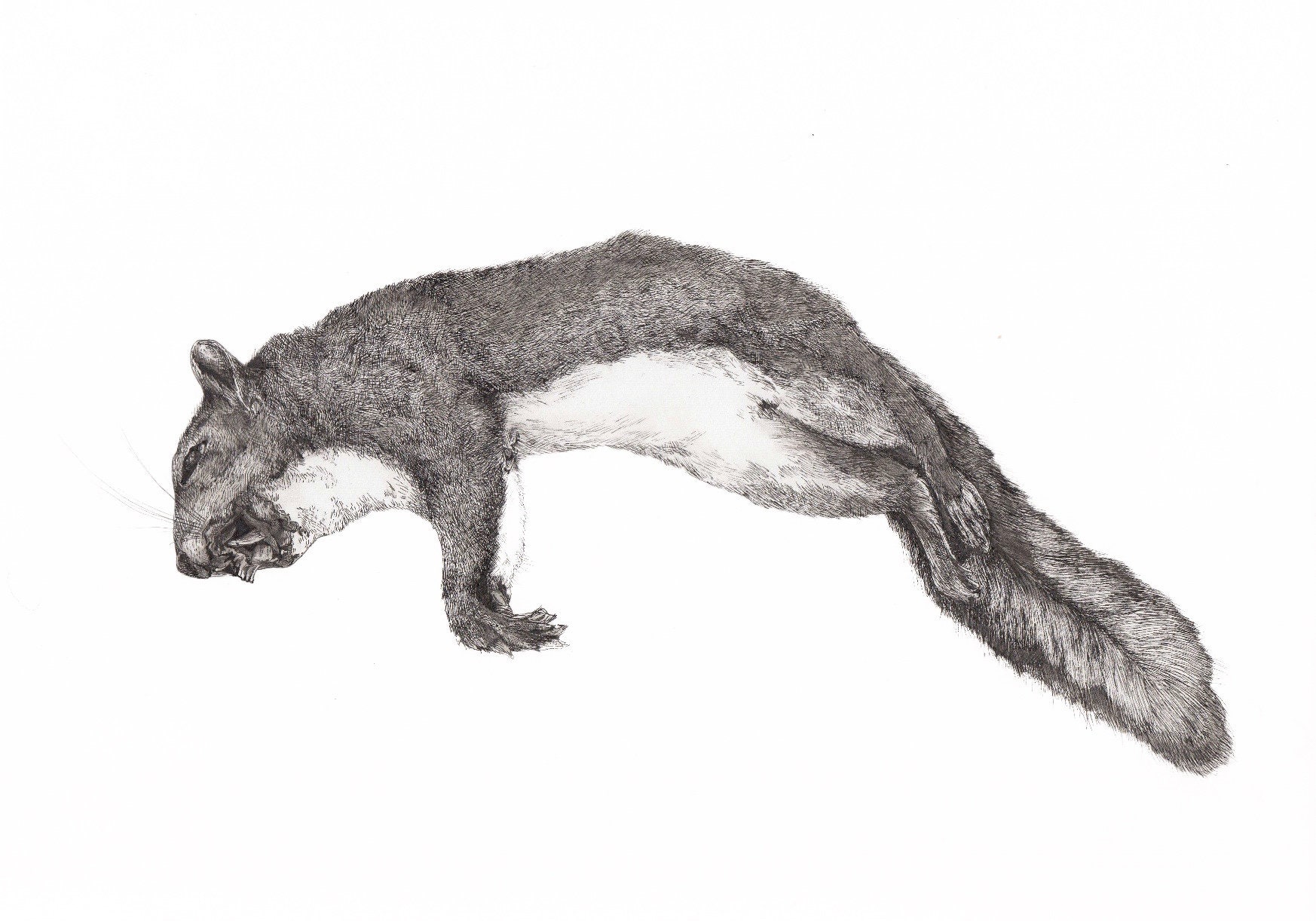 Hand Drawn Squirrel Print Dead Squirrel Pen and Ink Dot - Etsy
