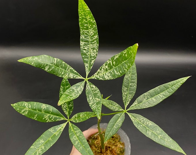 Pachira Aquatica "money Tree" Variegated - Etsy
