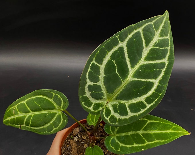 Anthurium Tim Anderson Crystal Mag X Tim Anderson Black - Etsy