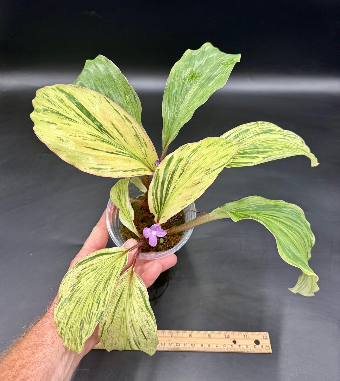 Kaempferia Pulchra Variegated 5 - Etsy