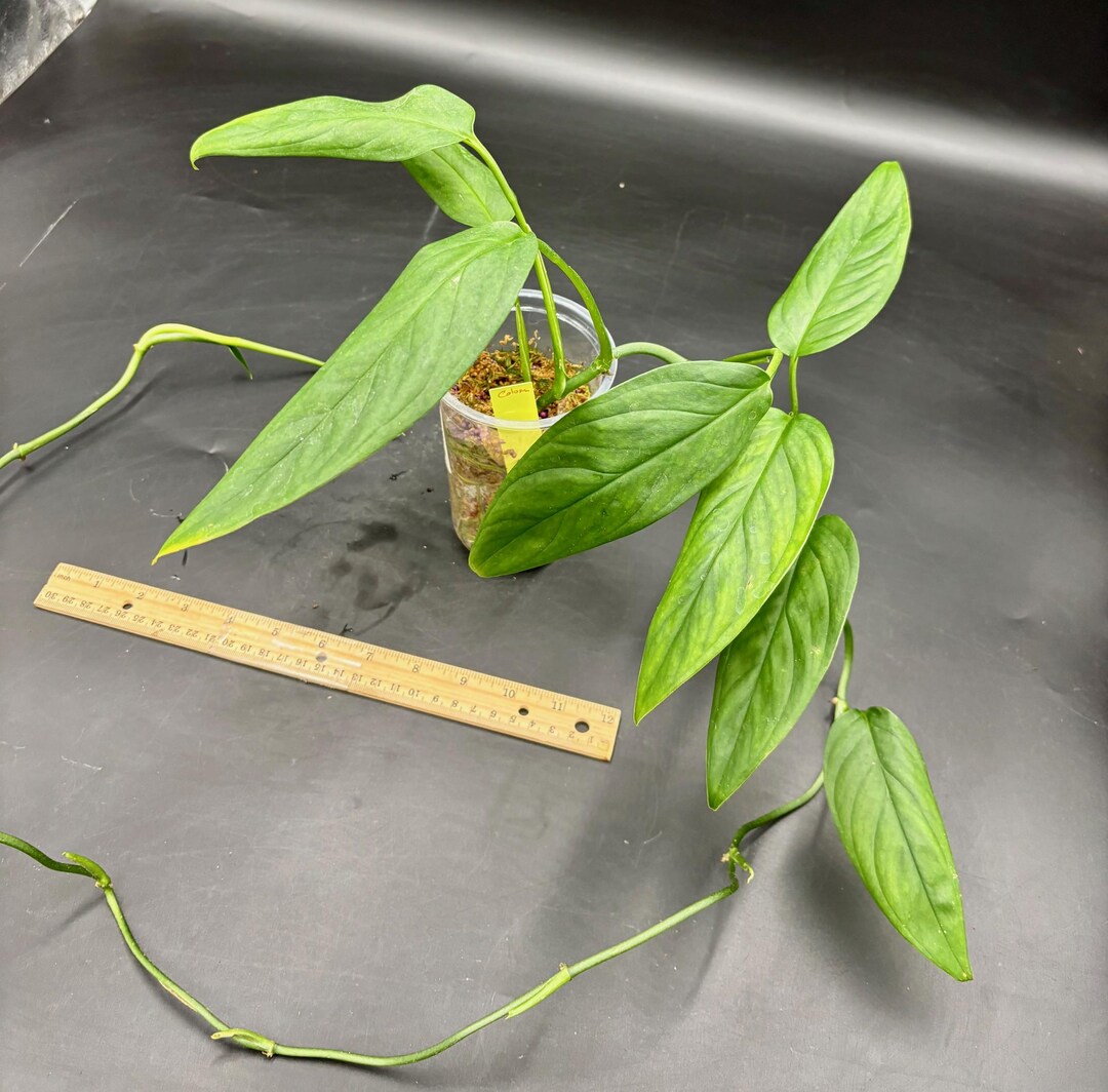 Monstera Obliqua Sp Columbia 4 - Etsy