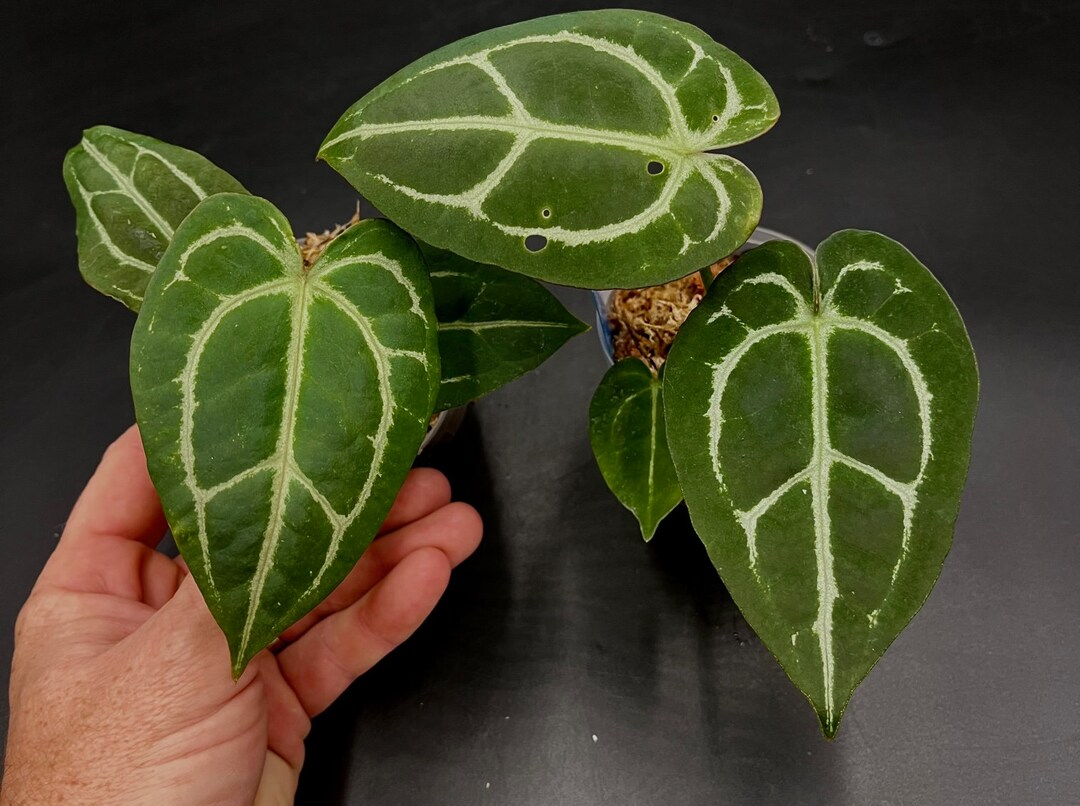 Anthurium Tim Anderson Black X Villenaorum Grower's Choice - Etsy