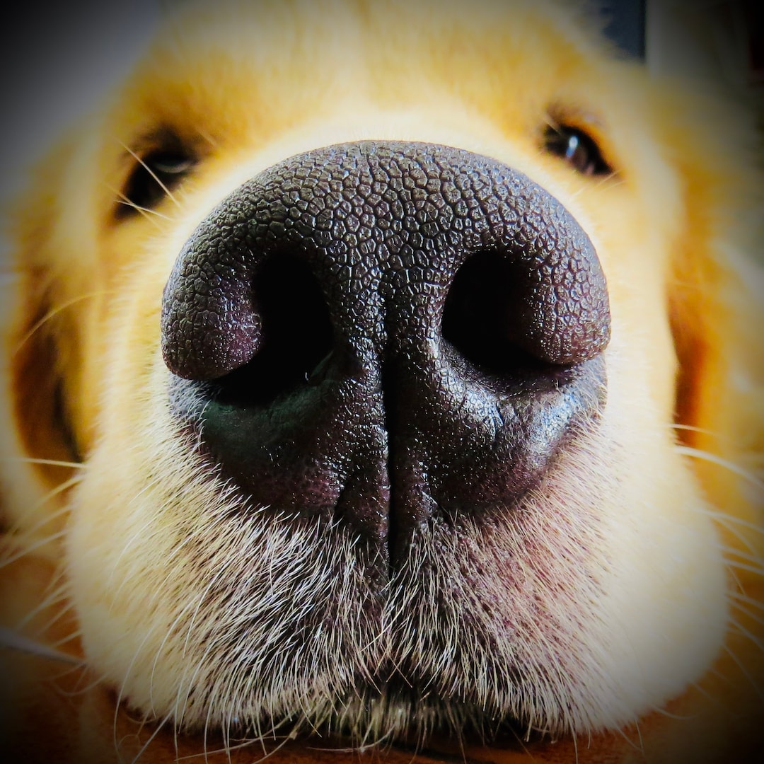 SEBASTIAN - Dog Greeting Card - Etsy