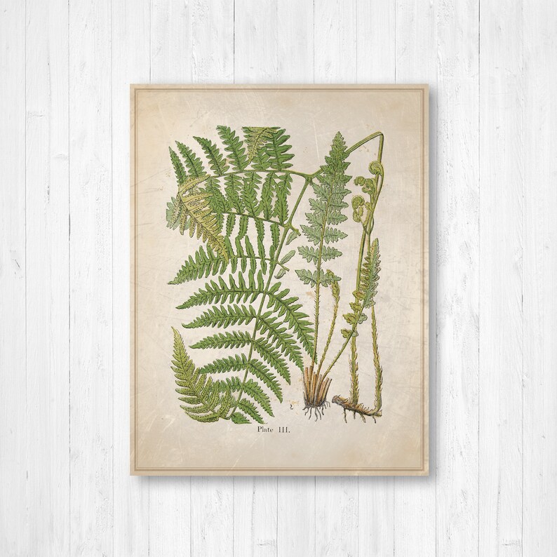 Fern Botanical Print Fern Plant Sign Fern Botanical Canvas - Etsy