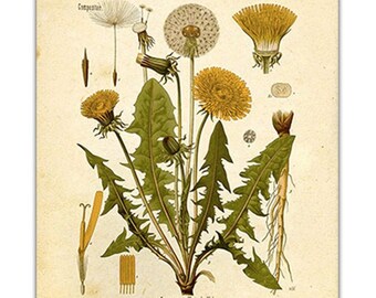Dandelion Vintage | Etsy