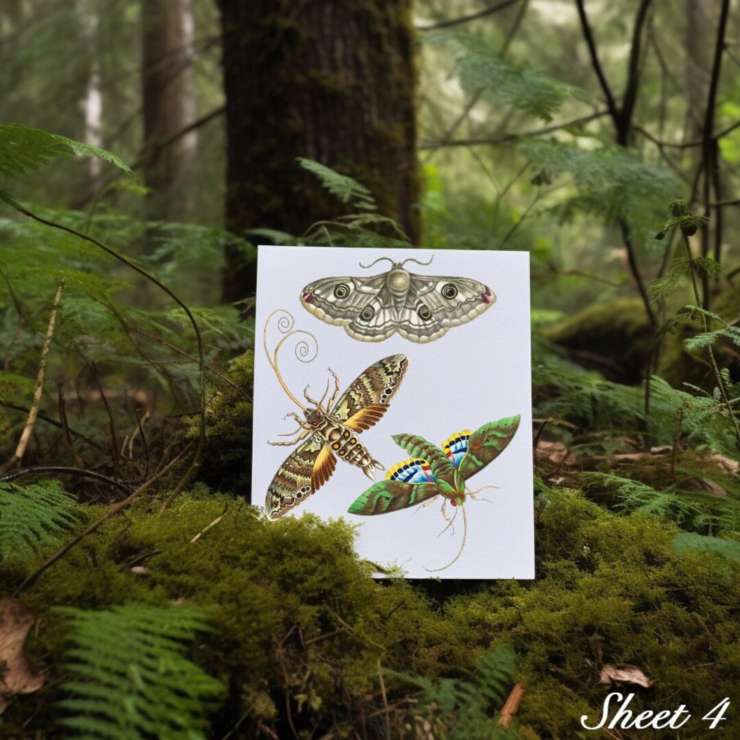 Vintage Moth Temporary Tattoo Sets: Atlas, Sphinx, Polyphemus - Etsy