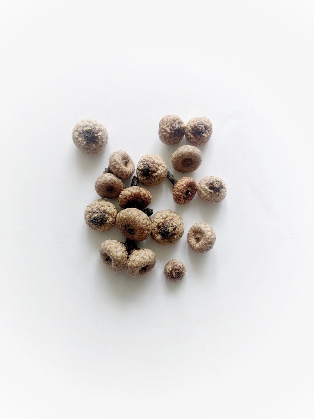 Baby Acorns set of 25 - Etsy