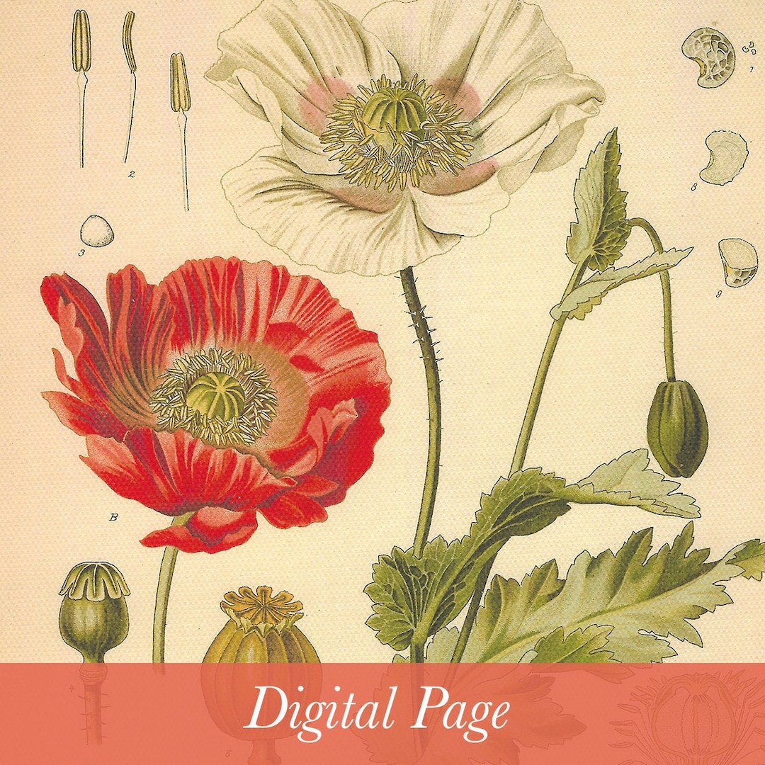Poppies Digital Print Printable Pdf - Etsy Canada