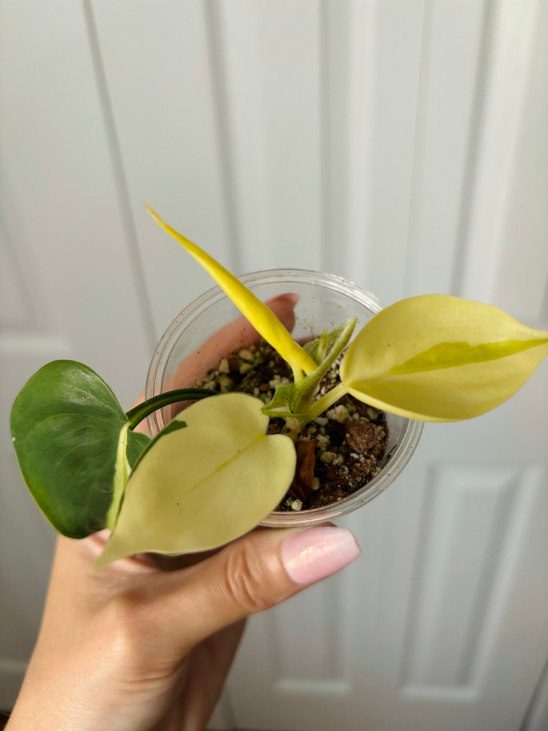 Variegated Philodendron Gabby Plant hederaceum Rare Rooted FREE ...