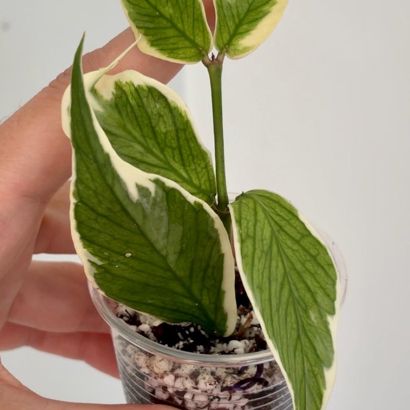 Fishtail Hoya - Etsy