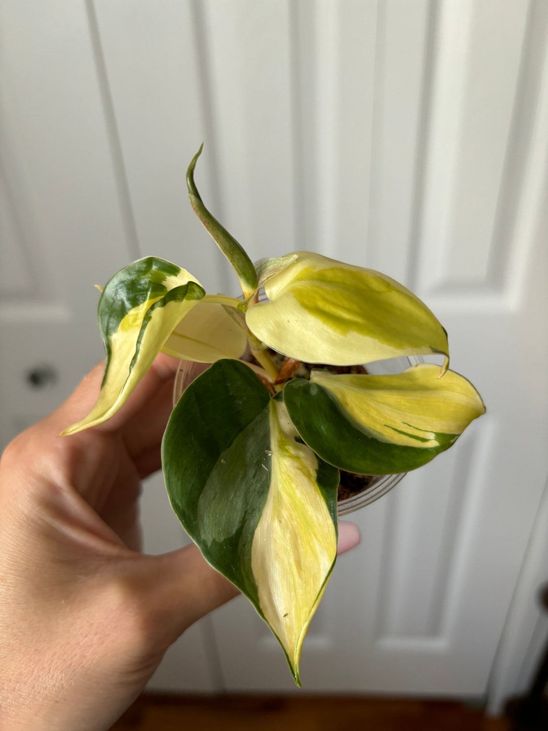 Variegated Philodendron Gabby Plant hederaceum Rare Rooted FREE ...