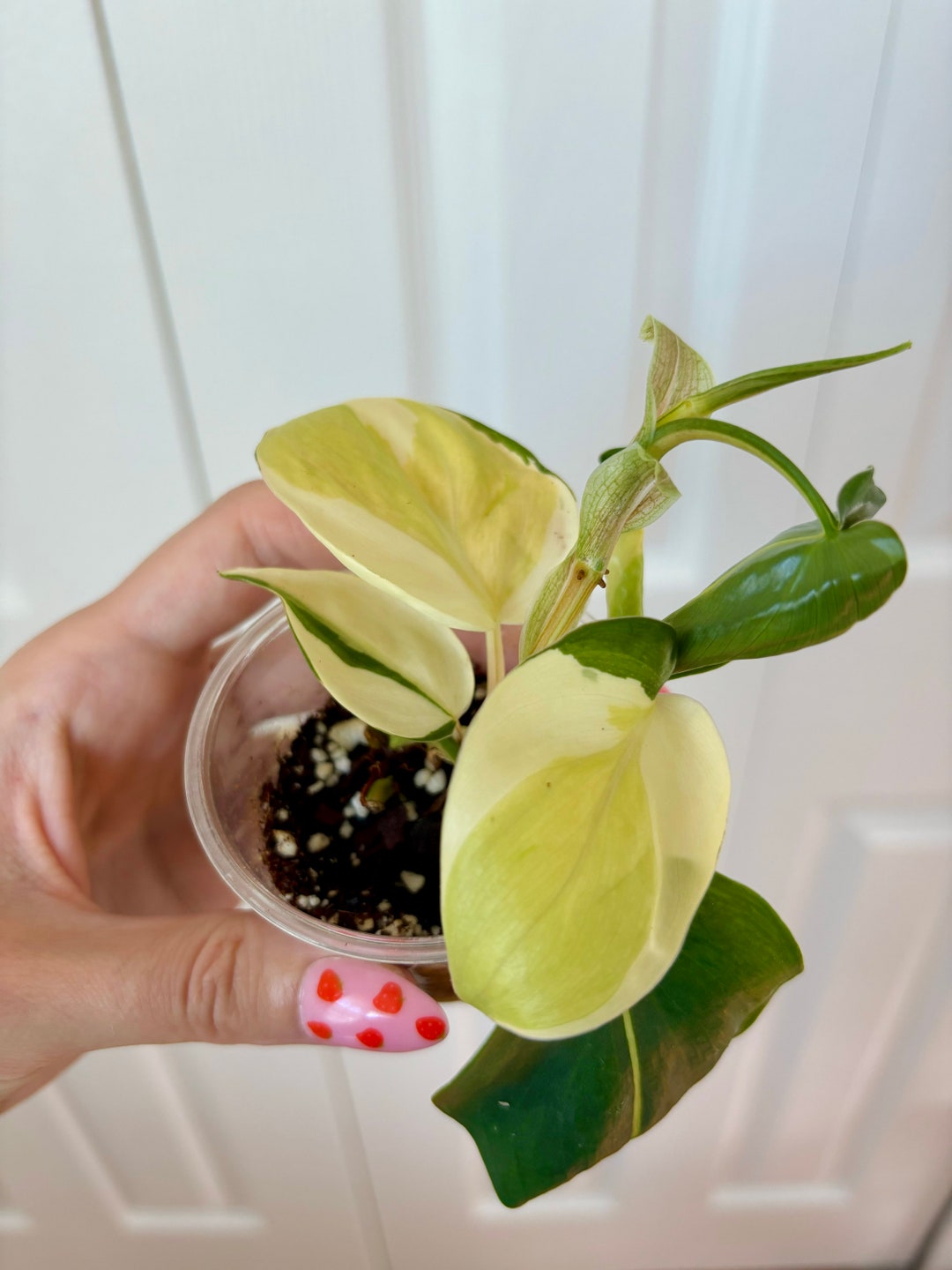 Variegated Philodendron Gabby Plant (hederaceum) Rare - Rooted - FREE ...