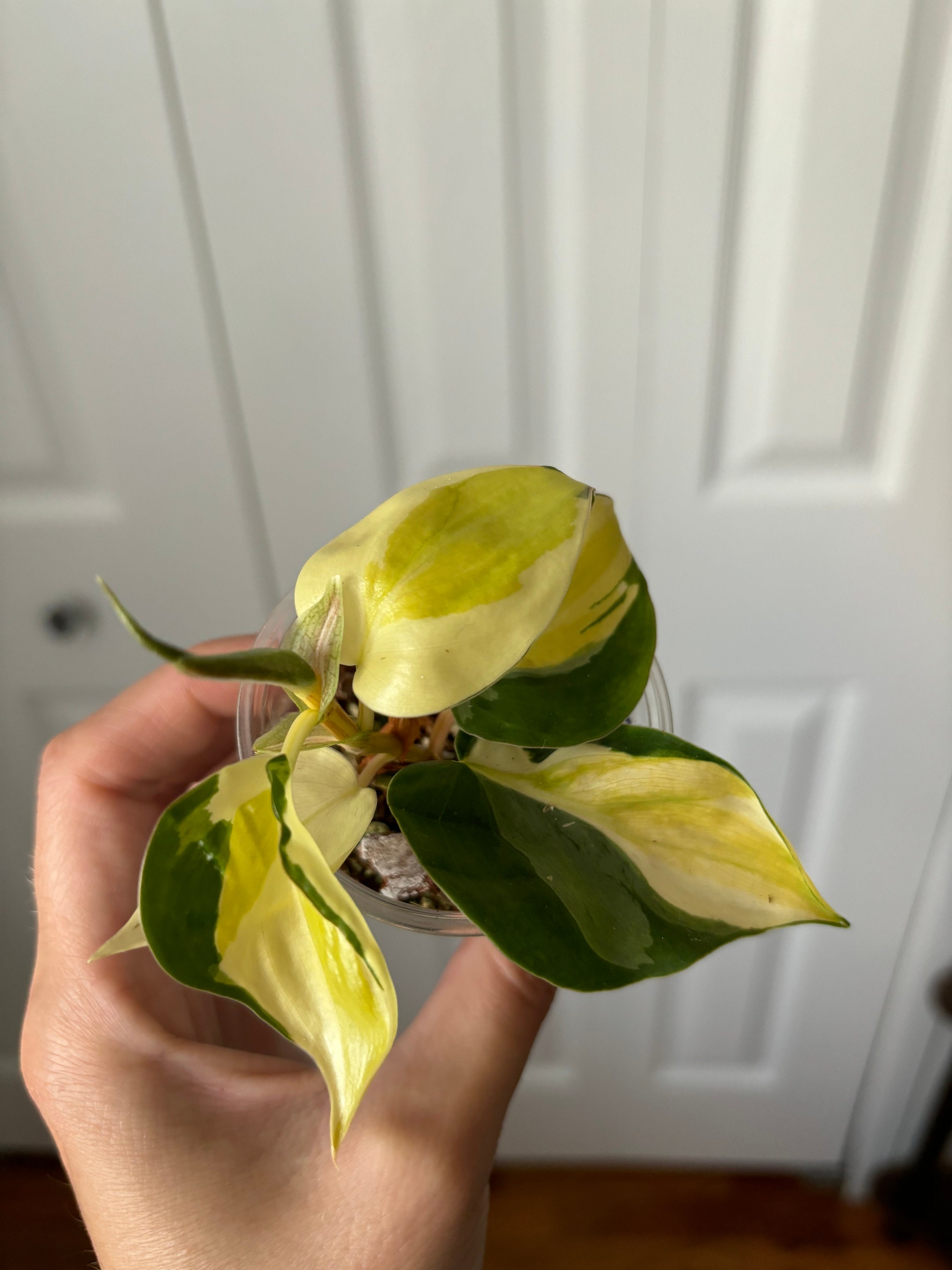 Variegated Philodendron Gabby Plant hederaceum Rare Rooted FREE ...