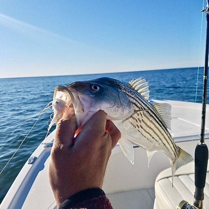 Tabory Snake Fly, 3 Each - Etsy