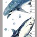 Shark growth chart Under the sea height chart Nautical sea | Etsy