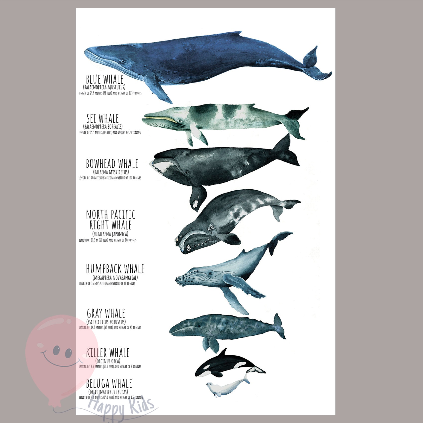 Whales Poster Educational Ocean Nursery Wall Decor Under the - Etsy