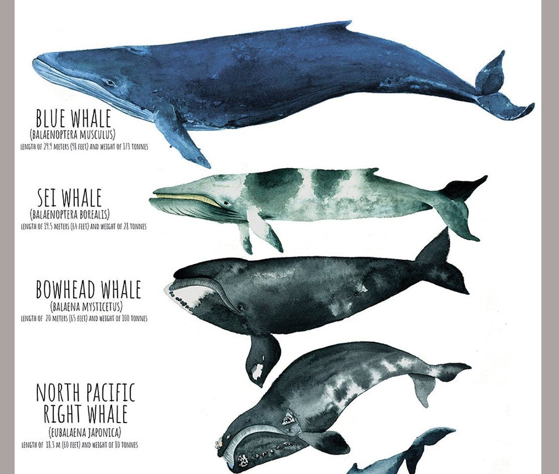 Whales Poster Educational Ocean Nursery Wall Decor Under the - Etsy