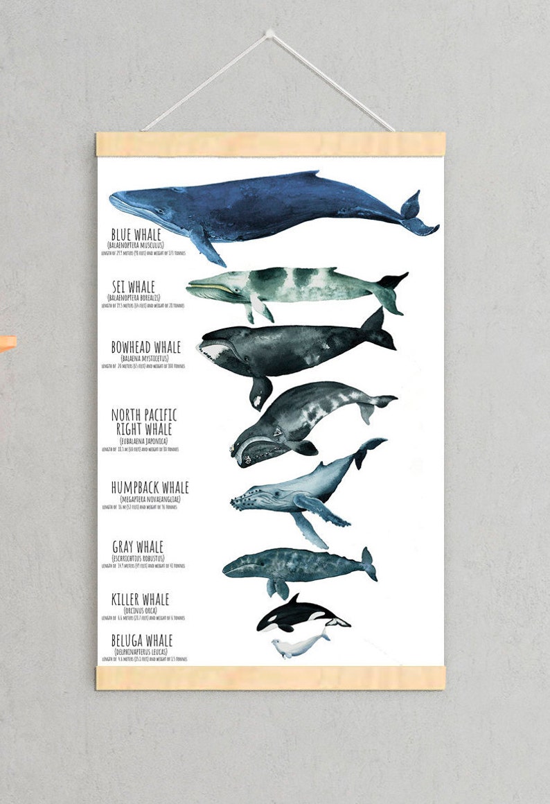 Whales poster Educational ocean nursery wall decor Under the | Etsy