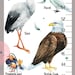 Height Chart Birds World Birds Species Growth Chart - Etsy Canada
