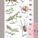 Bugs Growth Chart Insects Height Chart Future Entomologist - Etsy