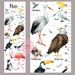 Height Chart Birds World Birds Species Growth Chart - Etsy Canada