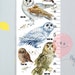 Types of Owls Growth Chart Personalized Height Chart Woodland - Etsy