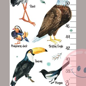Height Chart Birds World Birds Species Growth Chart Ornithologist ...