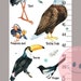 Height Chart Birds World Birds Species Growth Chart - Etsy Canada
