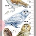 Types of Owls Growth Chart Personalized Height Chart Woodland - Etsy