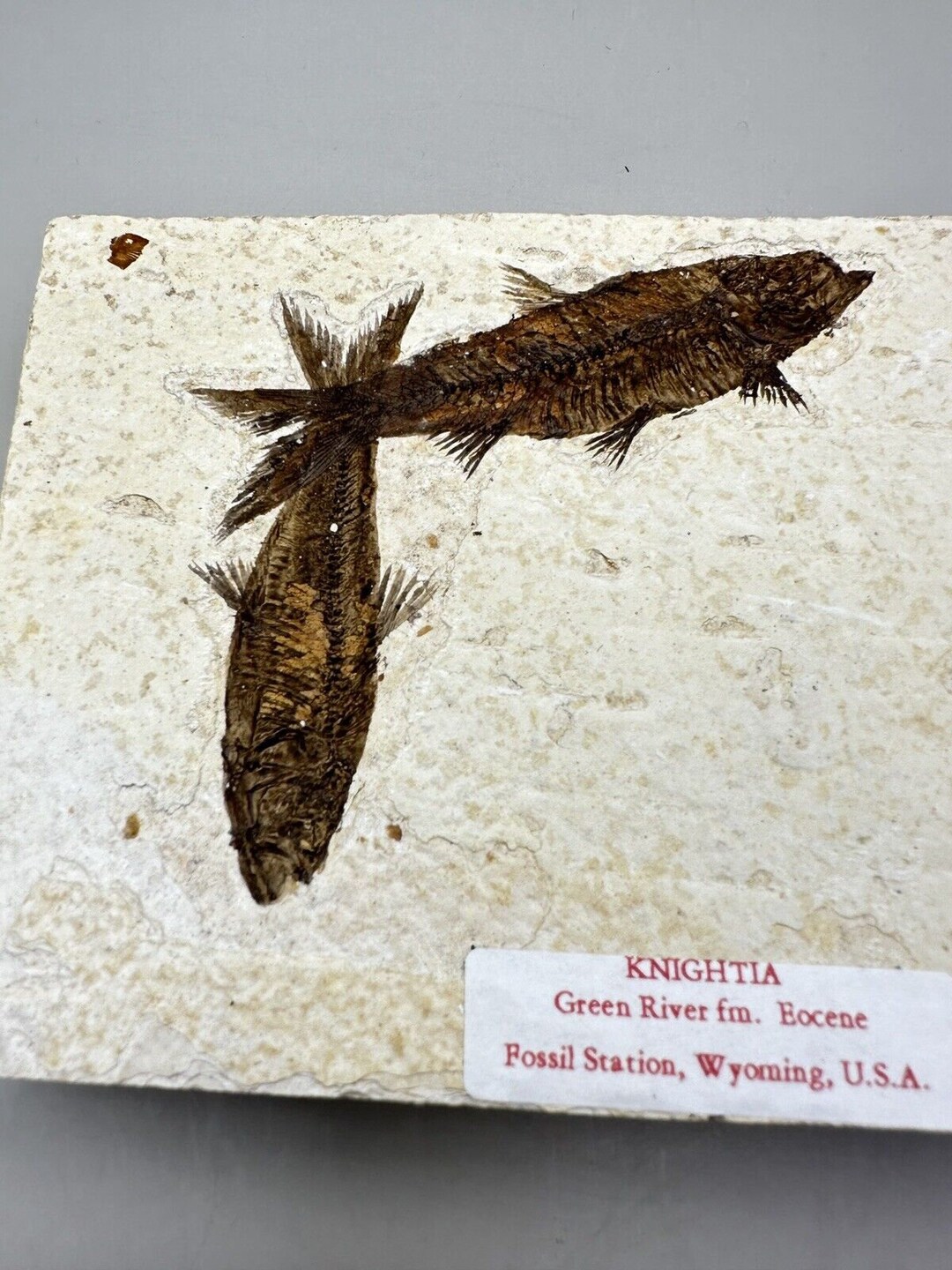 Knightia Eocaena Fossil Fish Green River WY 2 Fish Ready for Display - Etsy