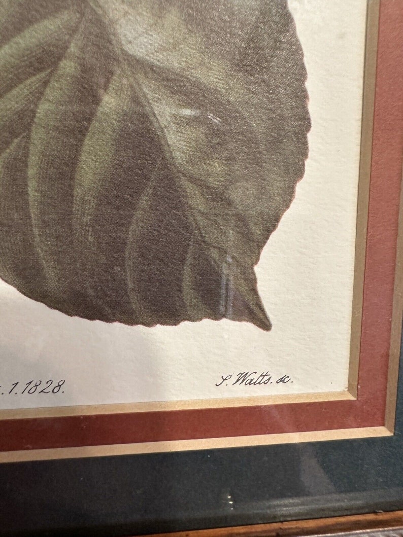 Pair of Vintage Apple Prints English 1828 BY L Watts Framed Glass 8 X ...