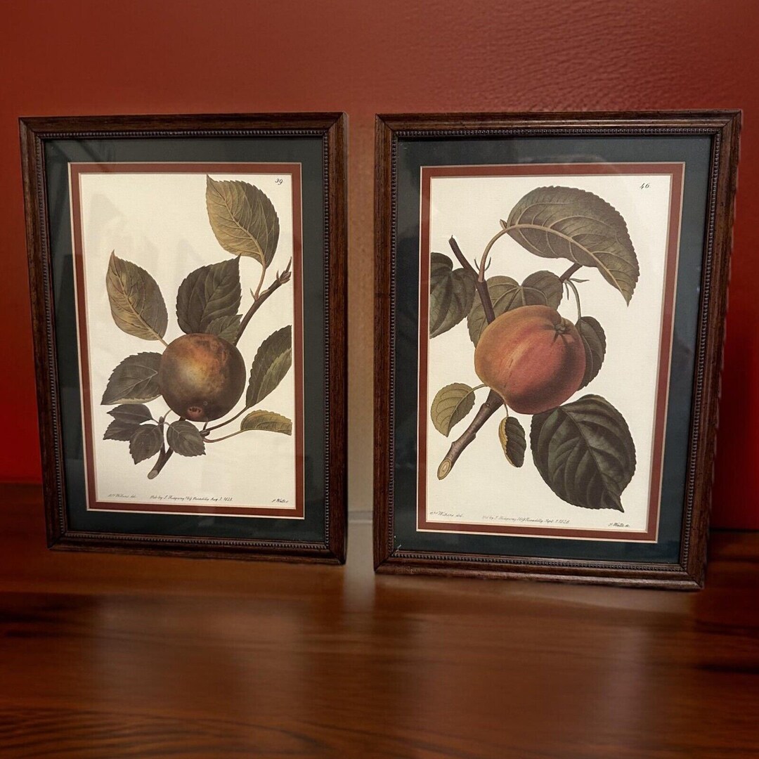 Pair of Vintage Apple Prints English 1828 BY L Watts Framed Glass 8 X ...