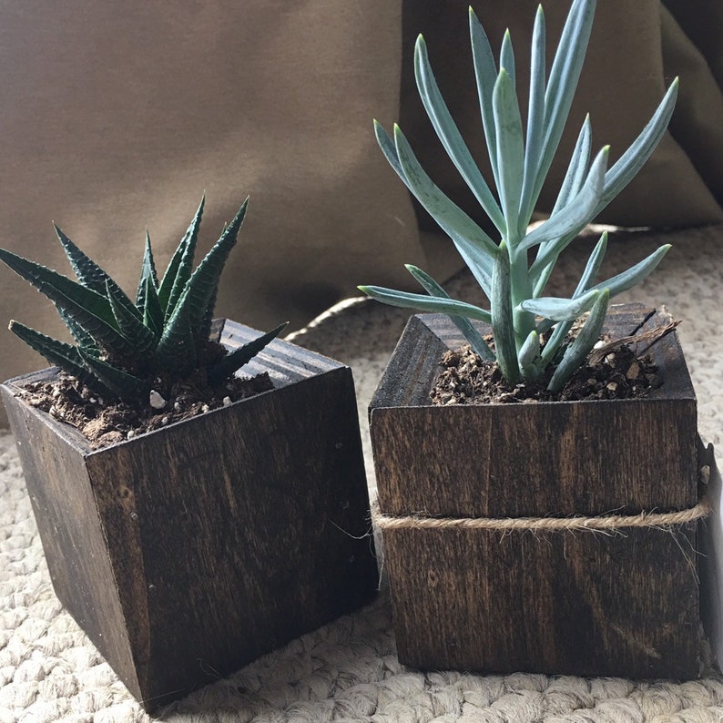 Square Succulent Planter Box 3 4 Mother's - Etsy