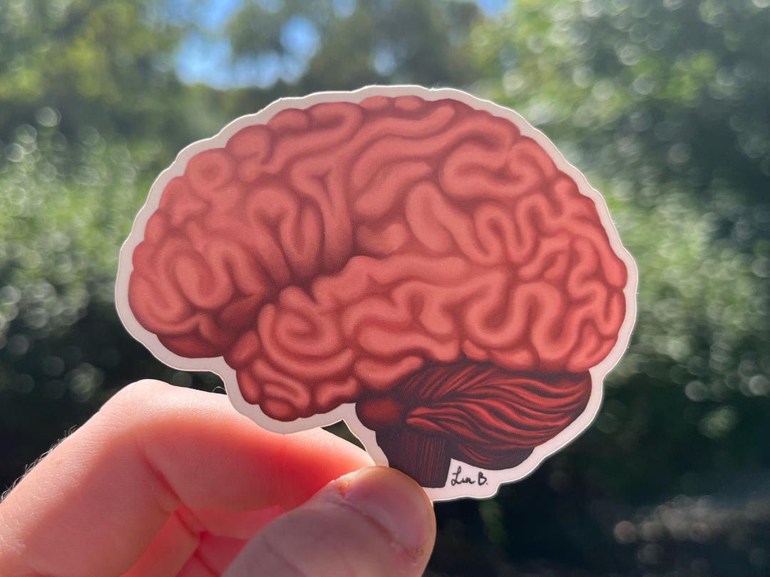 Human Brain - 3” Vinyl Sticker - Etsy