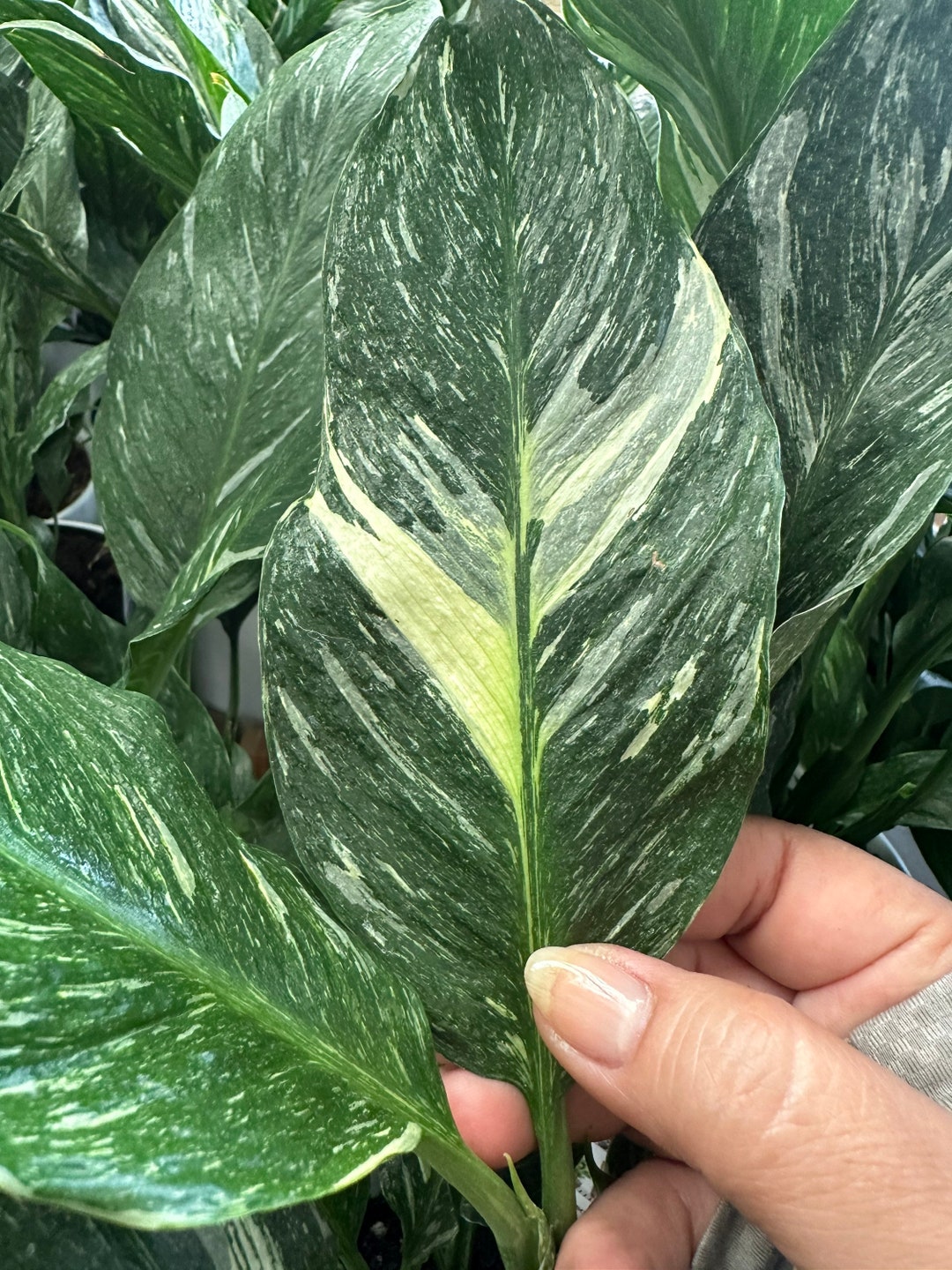 Spath Domino RARE Live Plant in 6 Inch Growers Pot Spathiphililum Peace ...