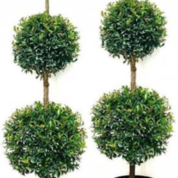 Ball Topiary Frame - Etsy