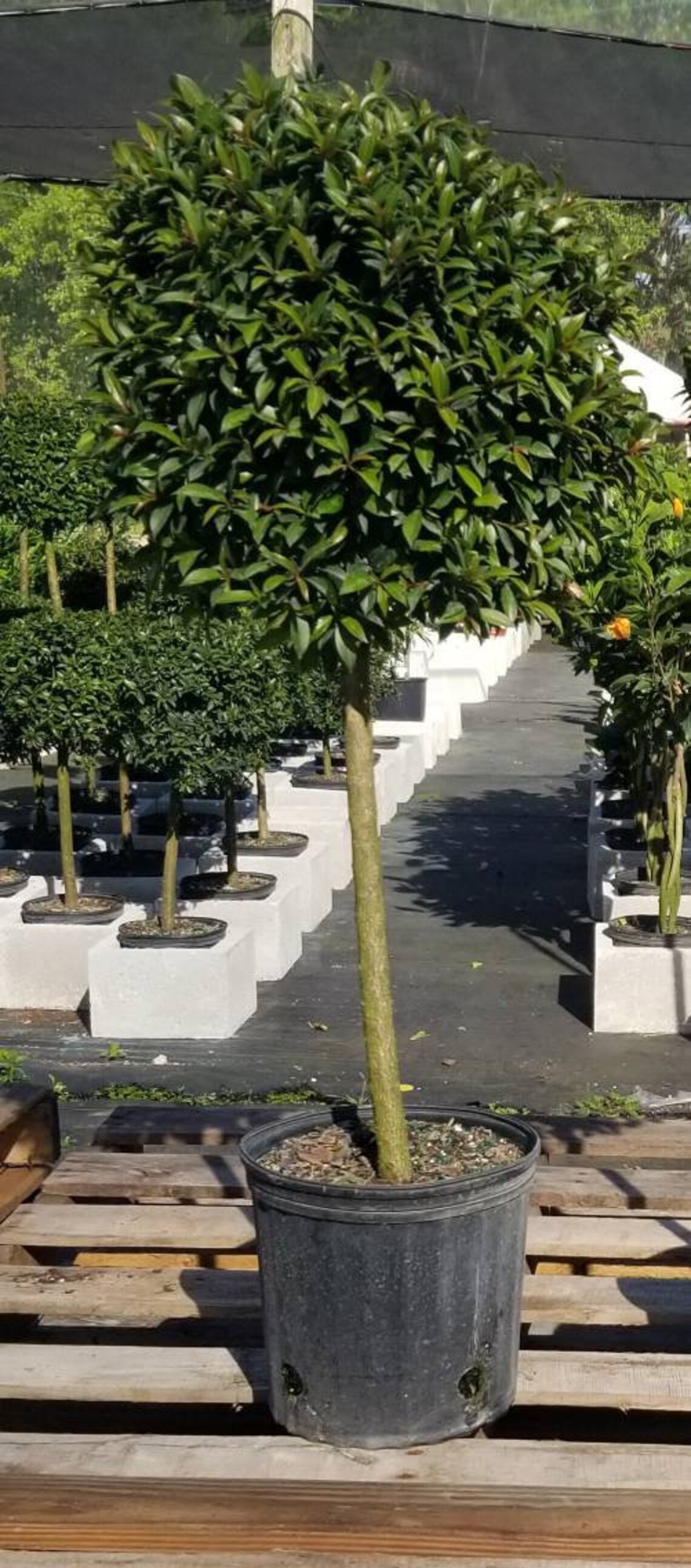 Eugenia 1 Ball Topiary Live Plant in a 10 Inch Pot Eugenia - Etsy