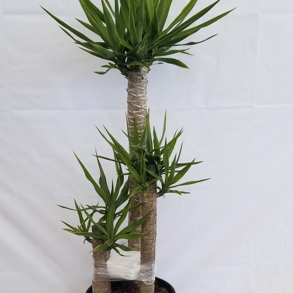Yucca Plant Live - Etsy