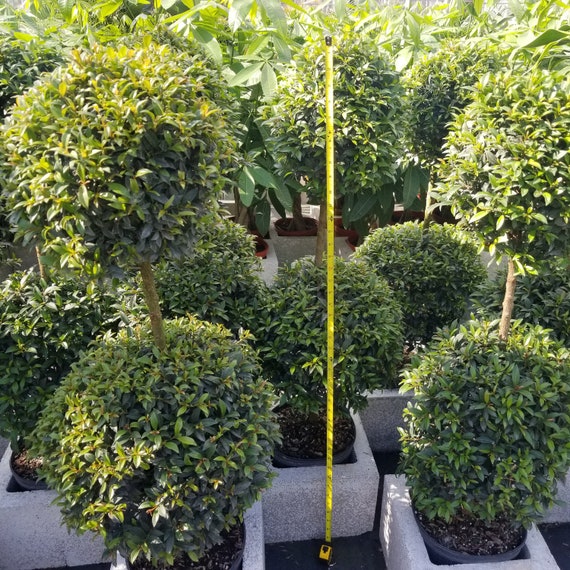 Eugenia Topiary Plant