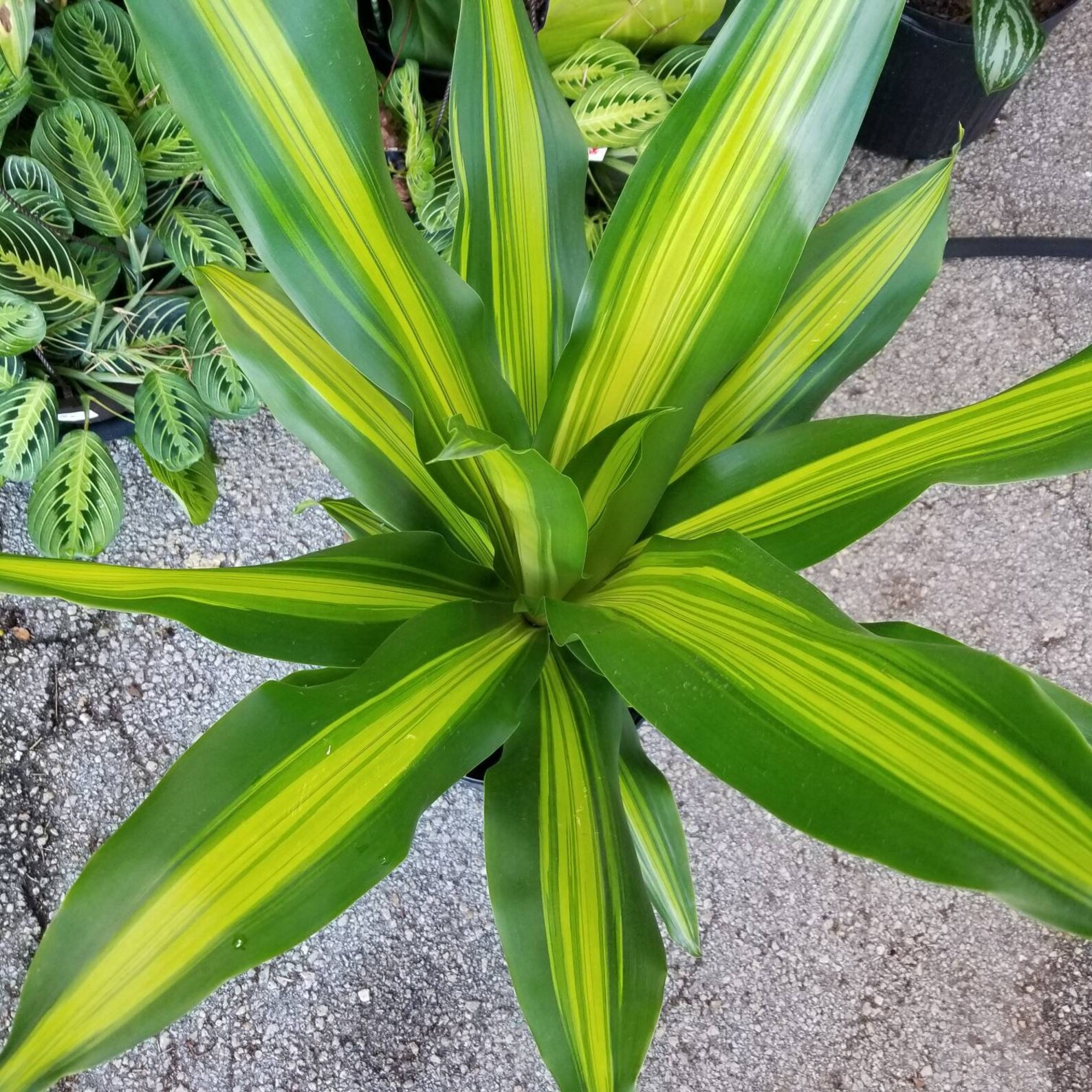 Dracaena Giganta Golden Heart Live plants in 10 nursery | Etsy