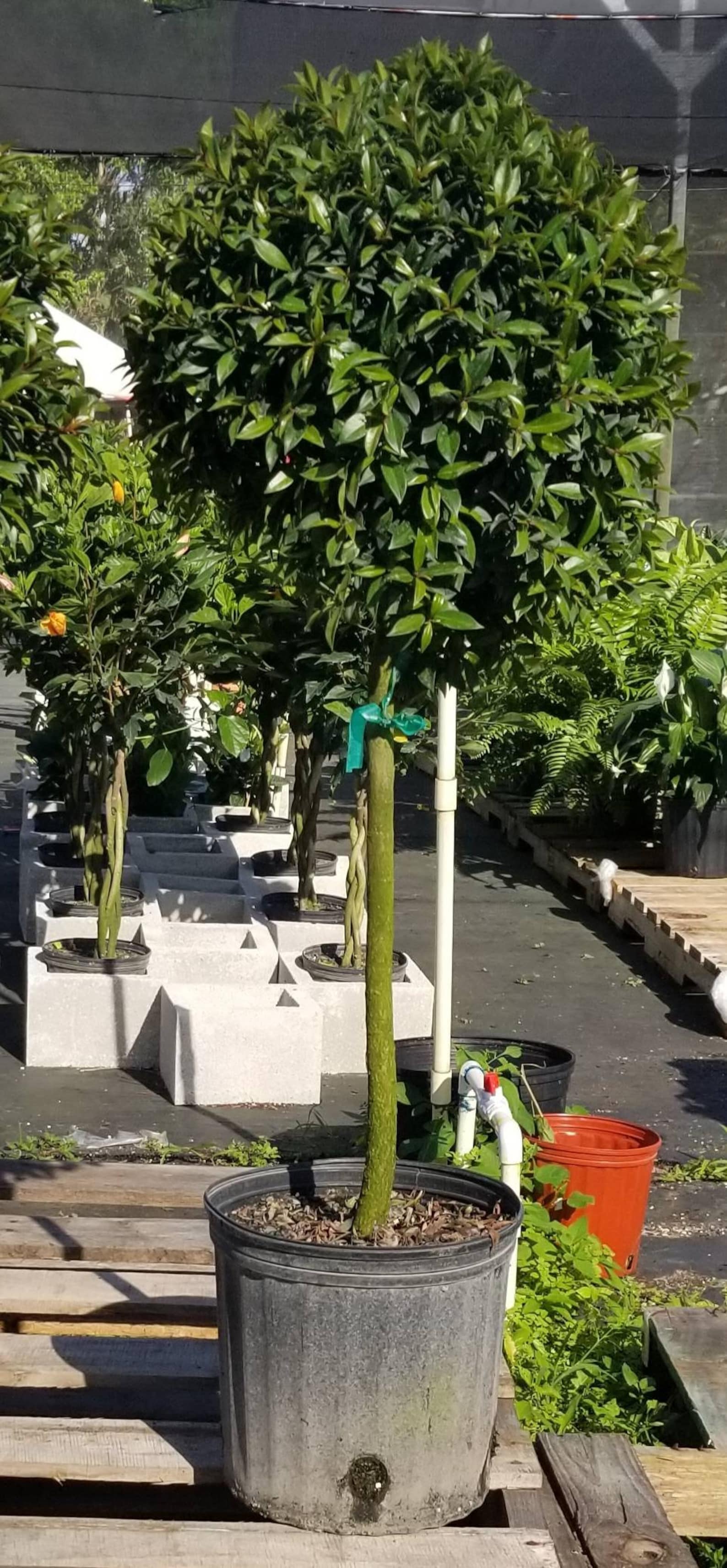 Eugenia 1 Ball Topiary Live Plant in a 10 Inch Pot Eugenia - Etsy