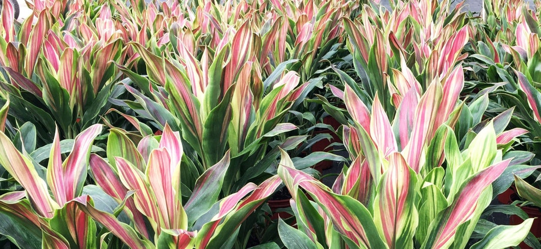 Beautiful Cordyline Sherbert Hawaiian Ti Indoor Live Plant Grown in 10 ...