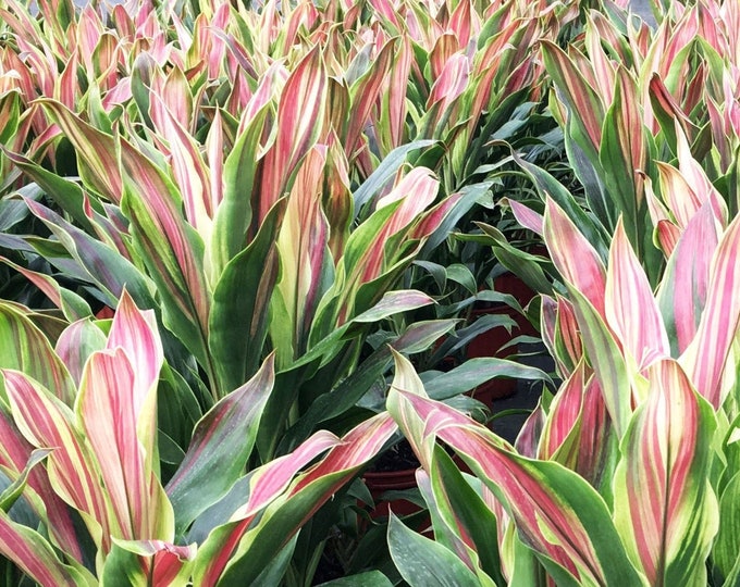 Hawaiian Ti Plant Cordyline ‘roly’ Plant 6” Pot Size - Etsy