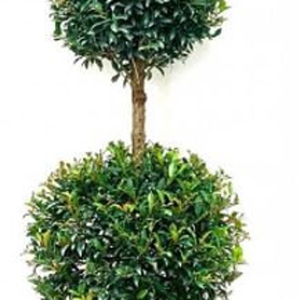 Live Topiary Eugenia - Etsy