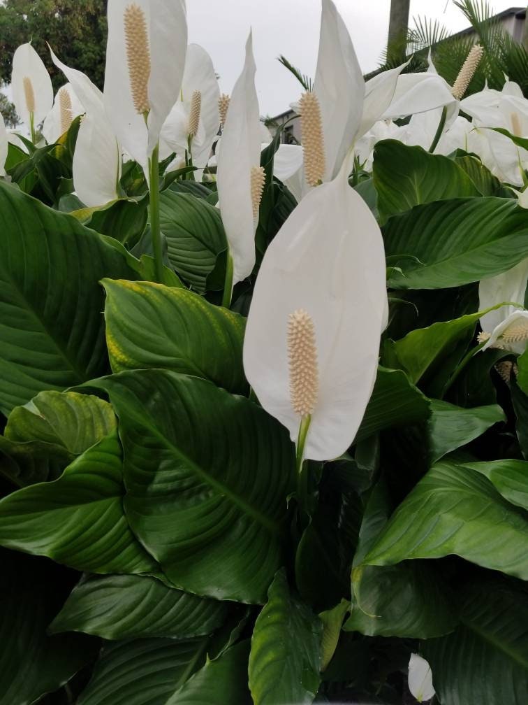 Extra large Spath or Peace Lily with Spikes Live indoor plants | Etsy