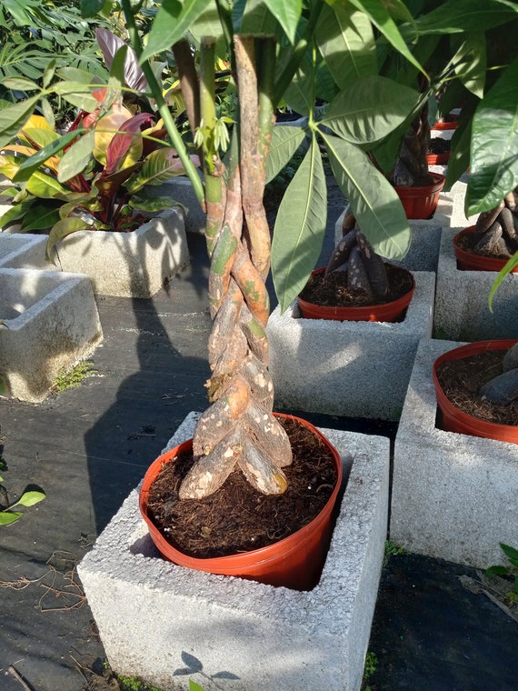 Tall Money Tree Plant