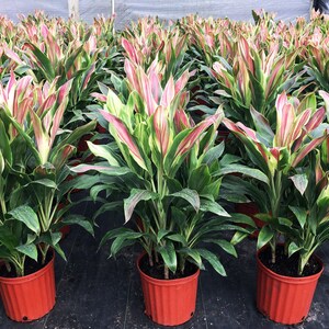 Beautiful Cordyline Sherbert Hawaiian Ti Indoor Live Plant Grown in 10 ...
