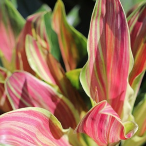 Beautiful Cordyline Sherbert Hawaiian Ti Indoor Live Plant Grown in 10 ...