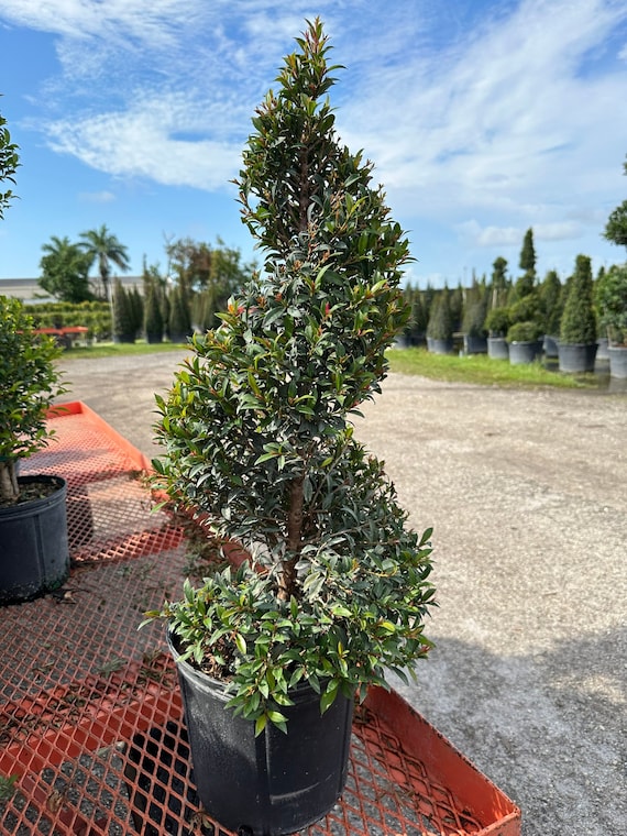 Eugenia Tree